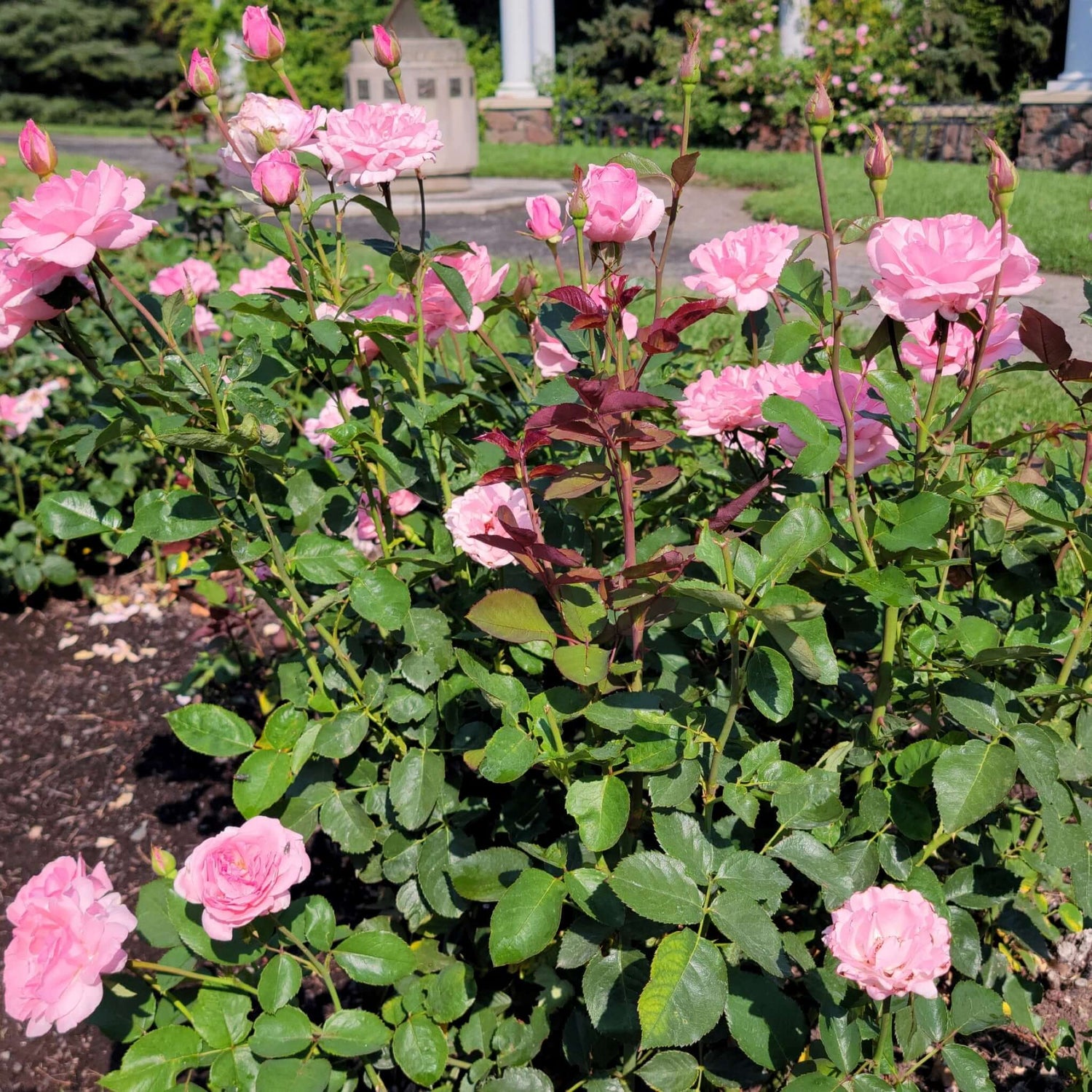 Queen Elizabeth Rose | Plants Express