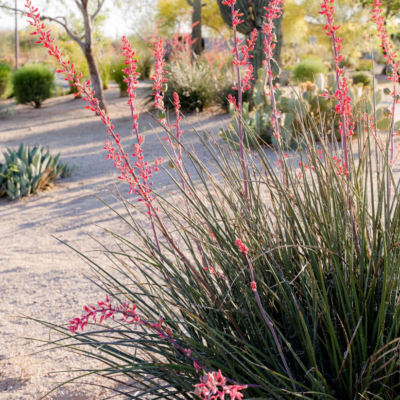 Rosy Pink False Yucca (Hesperaloe parviflora)