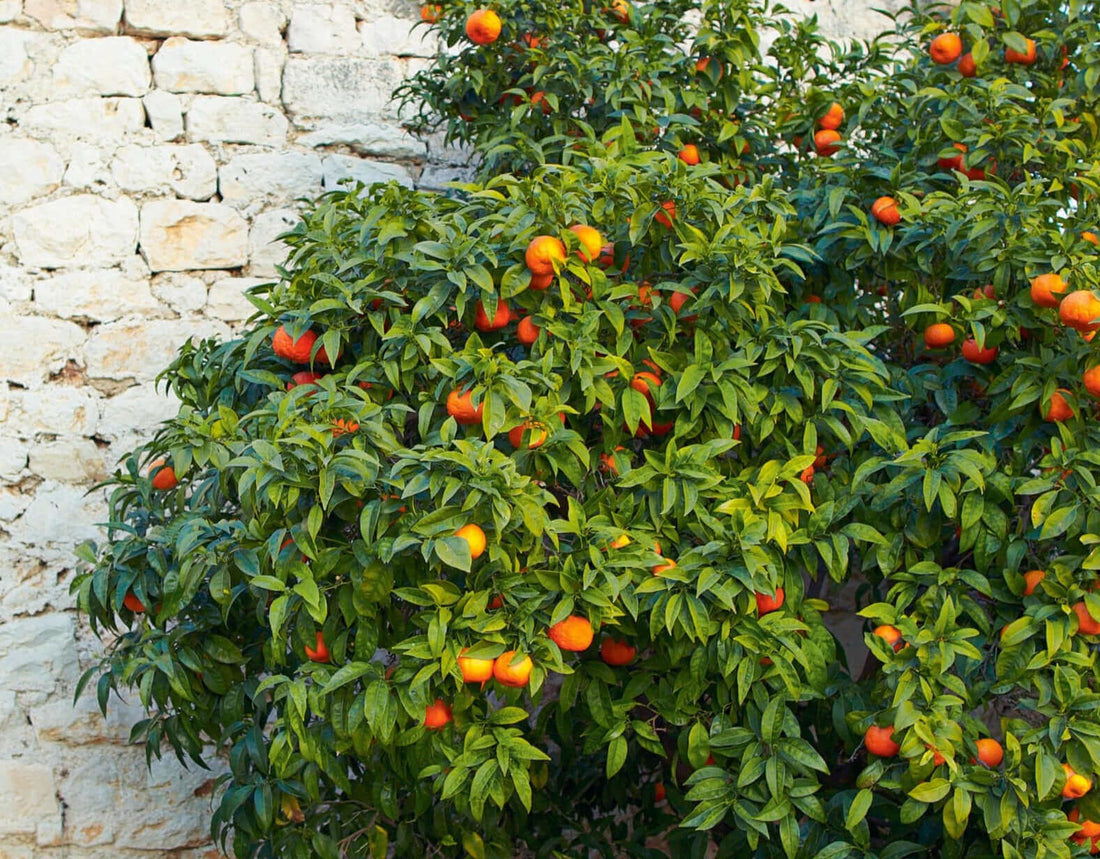Owari Satsuma Mandarin Tree for Sale - PlantsExpress.com