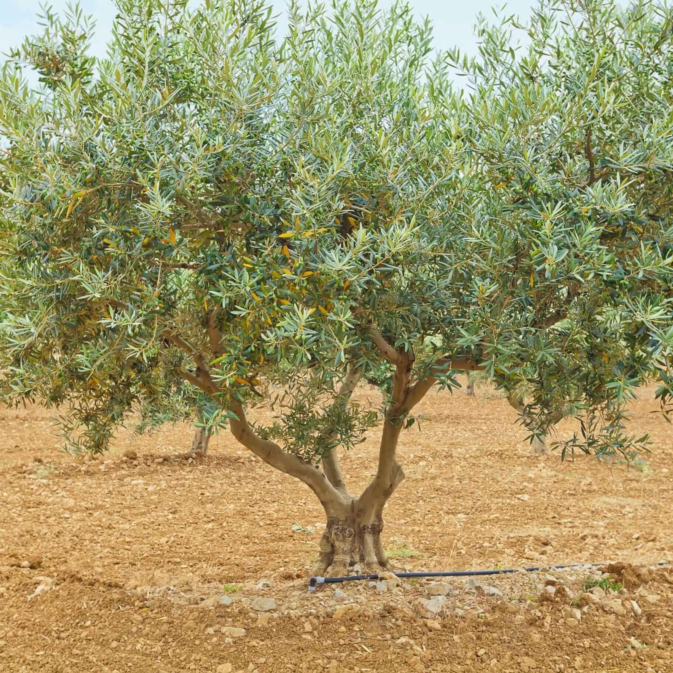 Semi-Fruitless Wilson Olive Multi (Olea europaea 'Wilsonii')