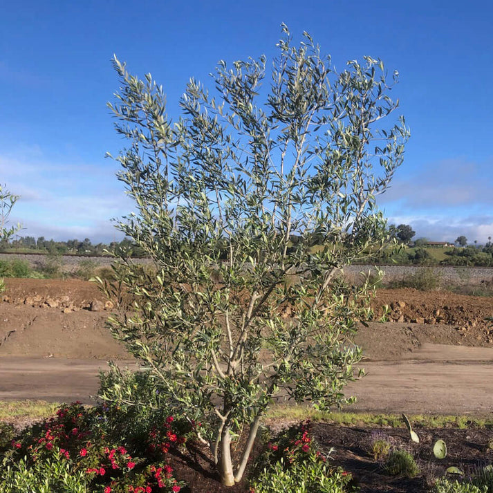 Olea europaea 'Wilsonii' Multi | Plants Express