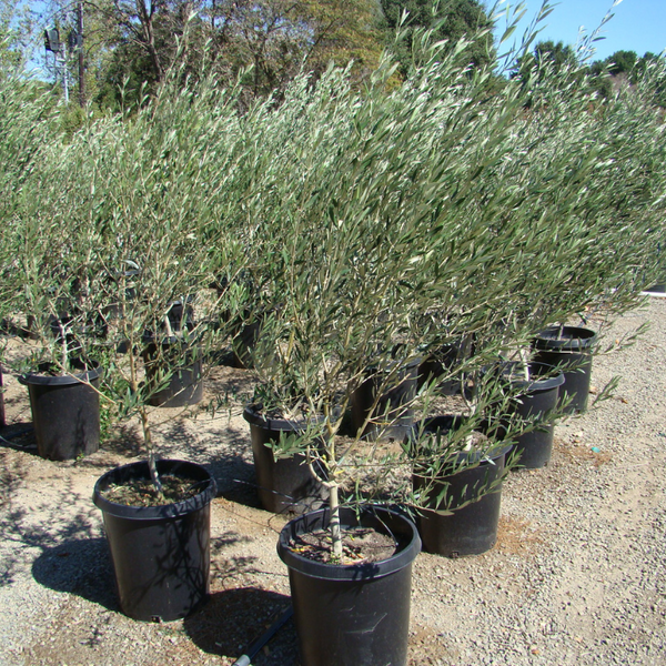 Olea europaea 'Wilsonii' Multi | Plants Express
