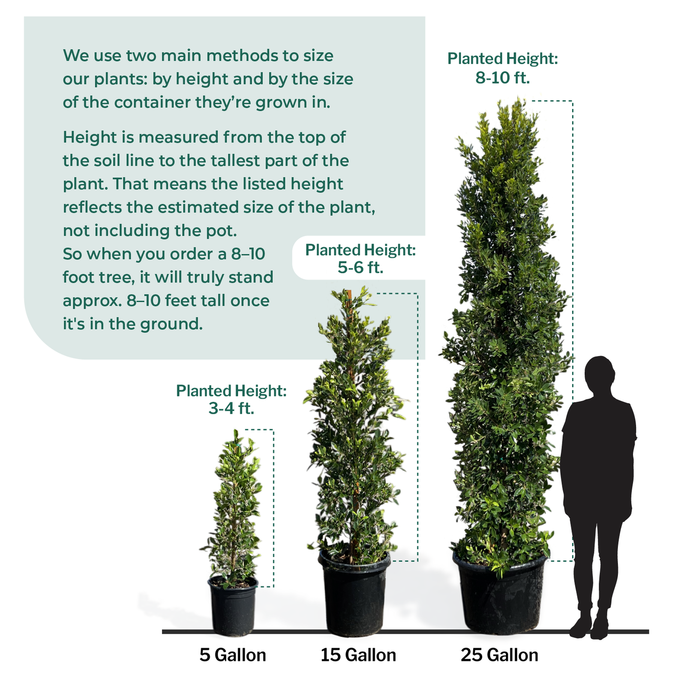 Indian Laurel Columns for Privacy | Plants Express