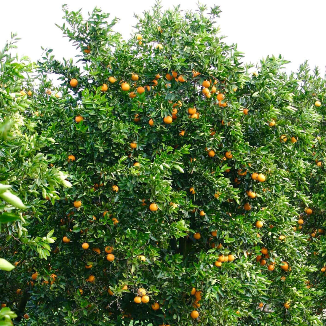Tango Mandarin Tree - PlantsExpress.com