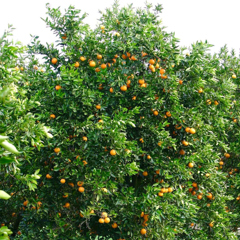 Tango Mandarin Tree - PlantsExpress.com