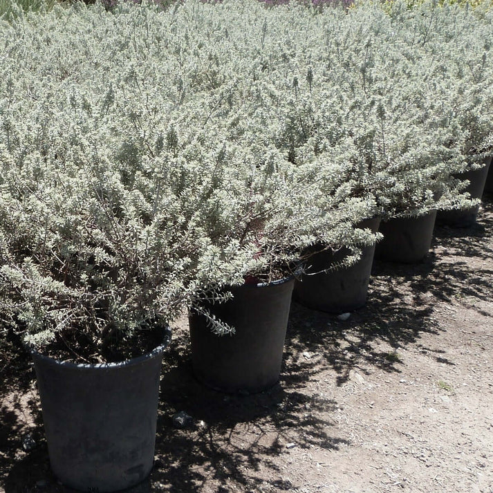 Gray Variegated Coast Rosemary | Plants Express