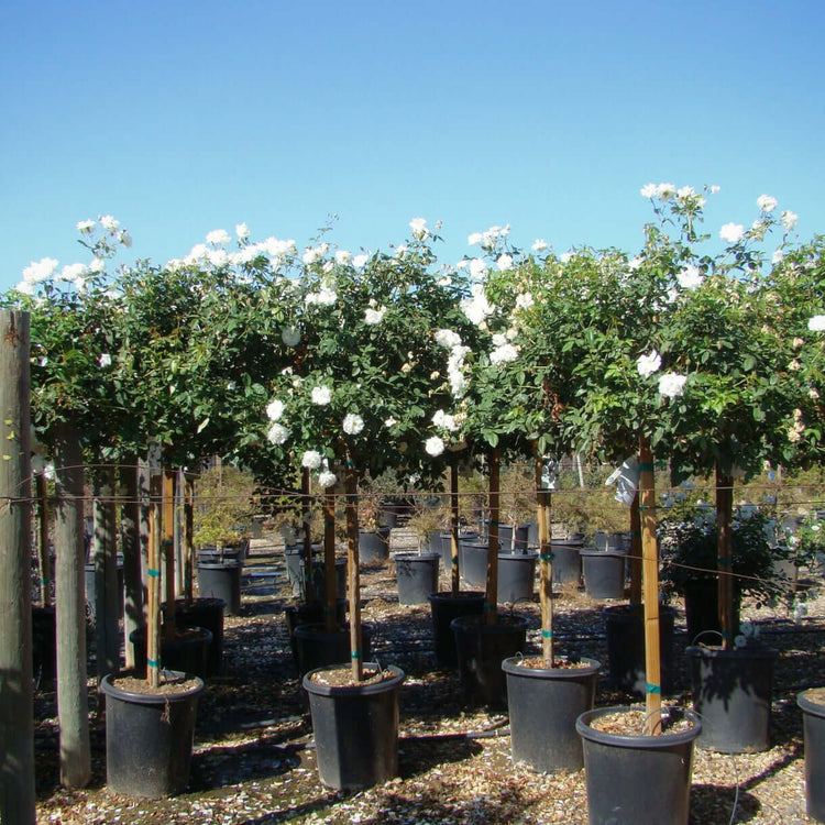 Rose Trees – Plants Express