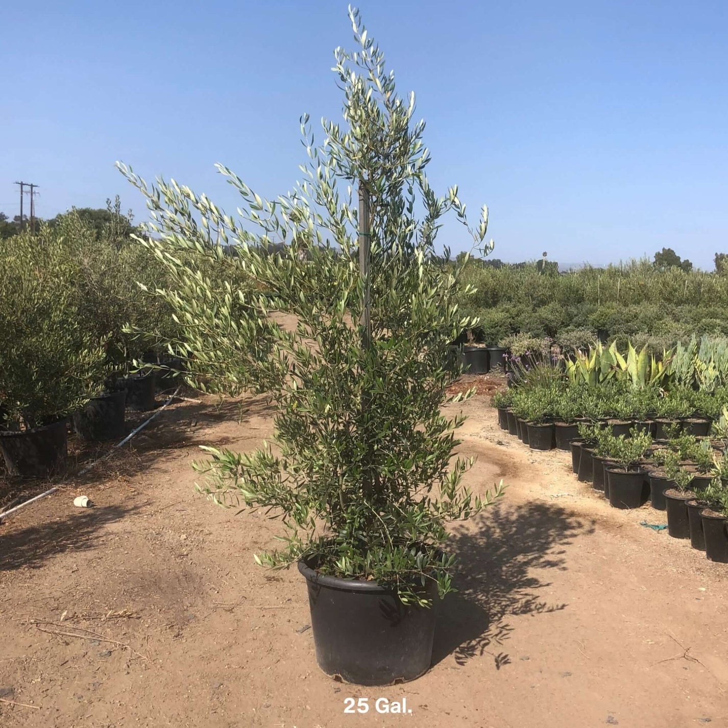 Olea europaea 'Wilsonii' Multi | Plants Express