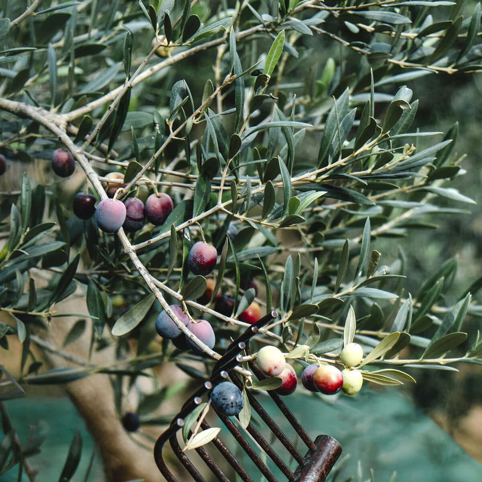 Olive Trees for Sale | PlantsExpress.com