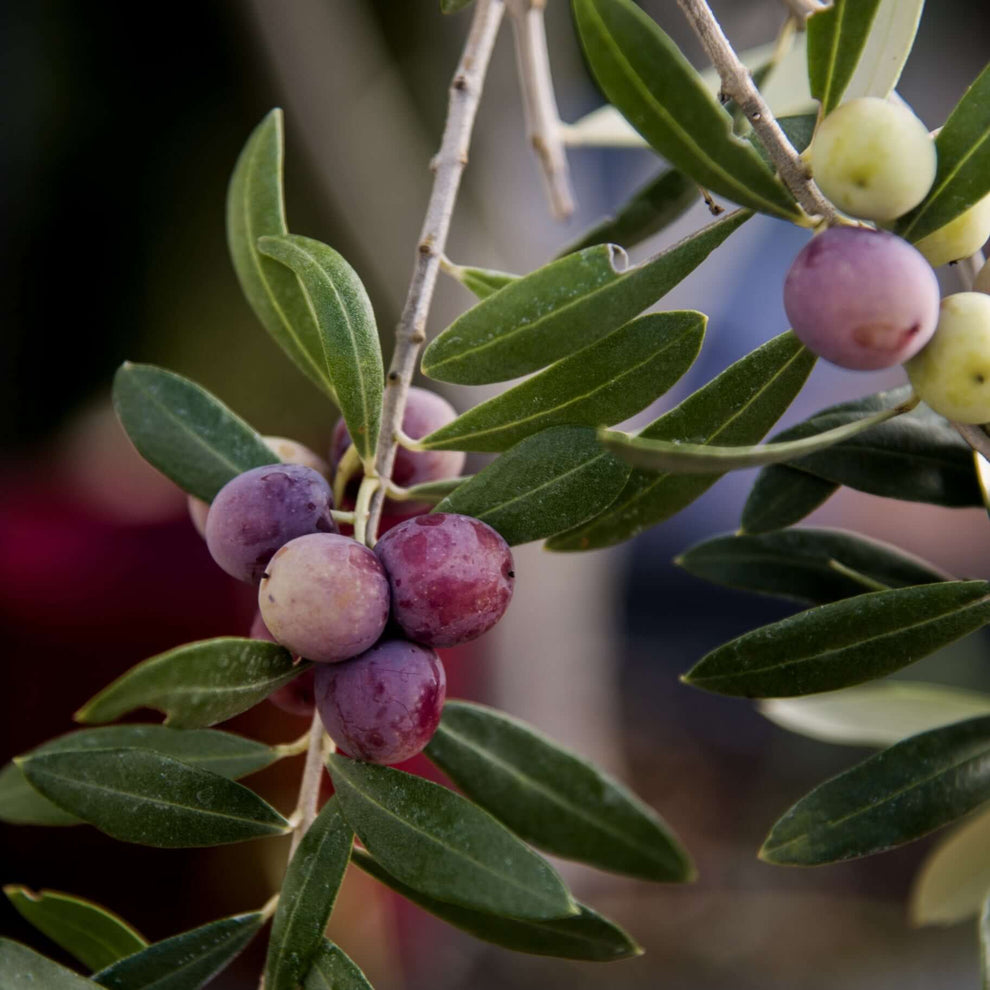 Buy Arbequina Olive Trees Online | Plants Express