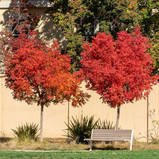 Chinese Pistache Tree | Plants Express