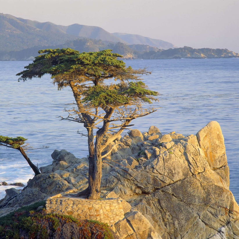 Monterey Cypress Tree | Plants Express