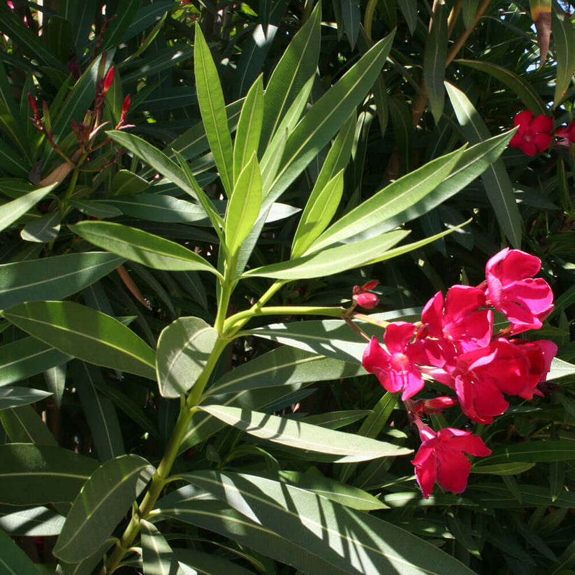 Red Oleander | PlantsExpress.com