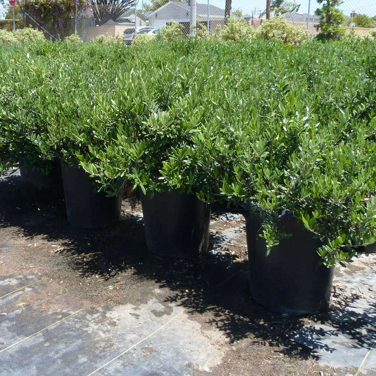 Little Ollie Dwarf Olive for Sale | Plants Express