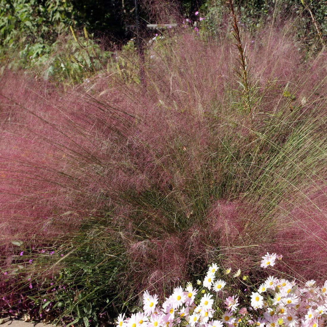Pink Muhly Grass Muhlenbergia Capillaris