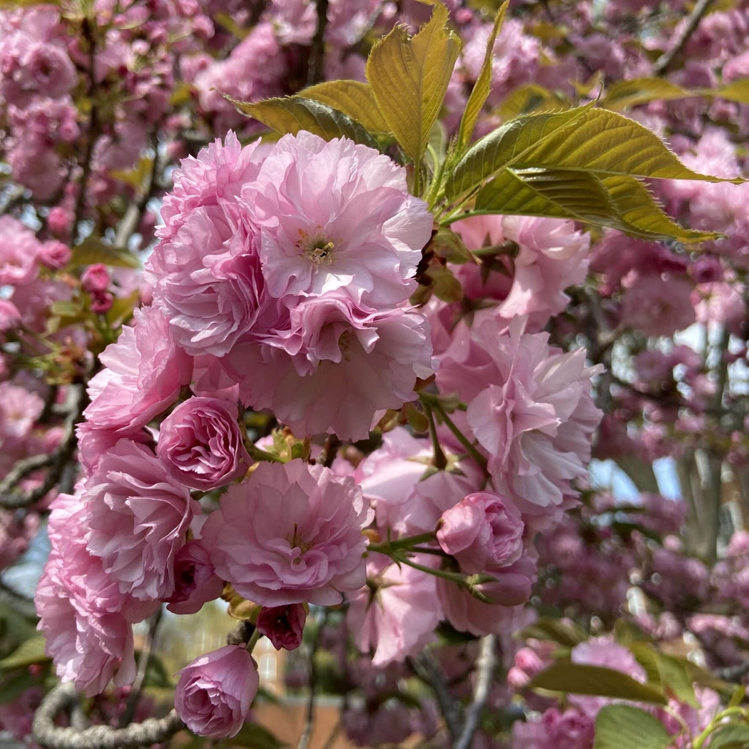 Kwanzan Cherry Tree For Sale