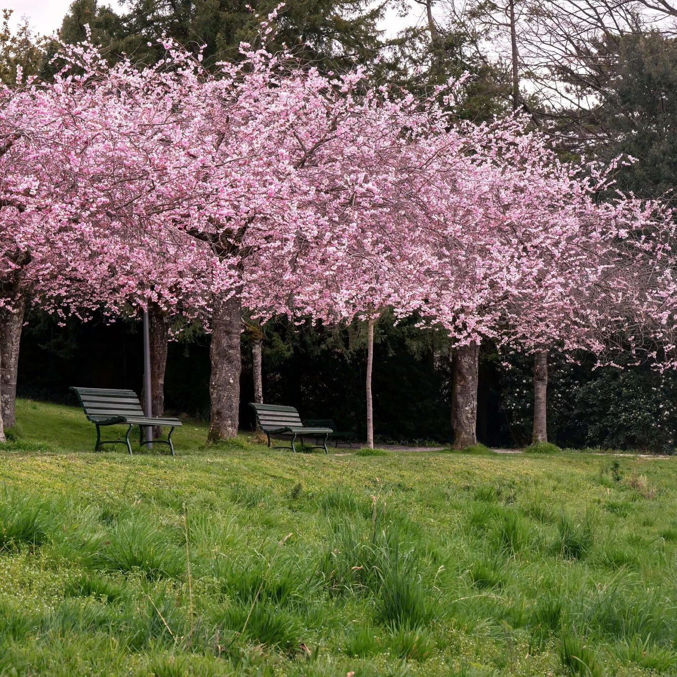 Kwanzan Flowering Cherry Tree | Plants Express