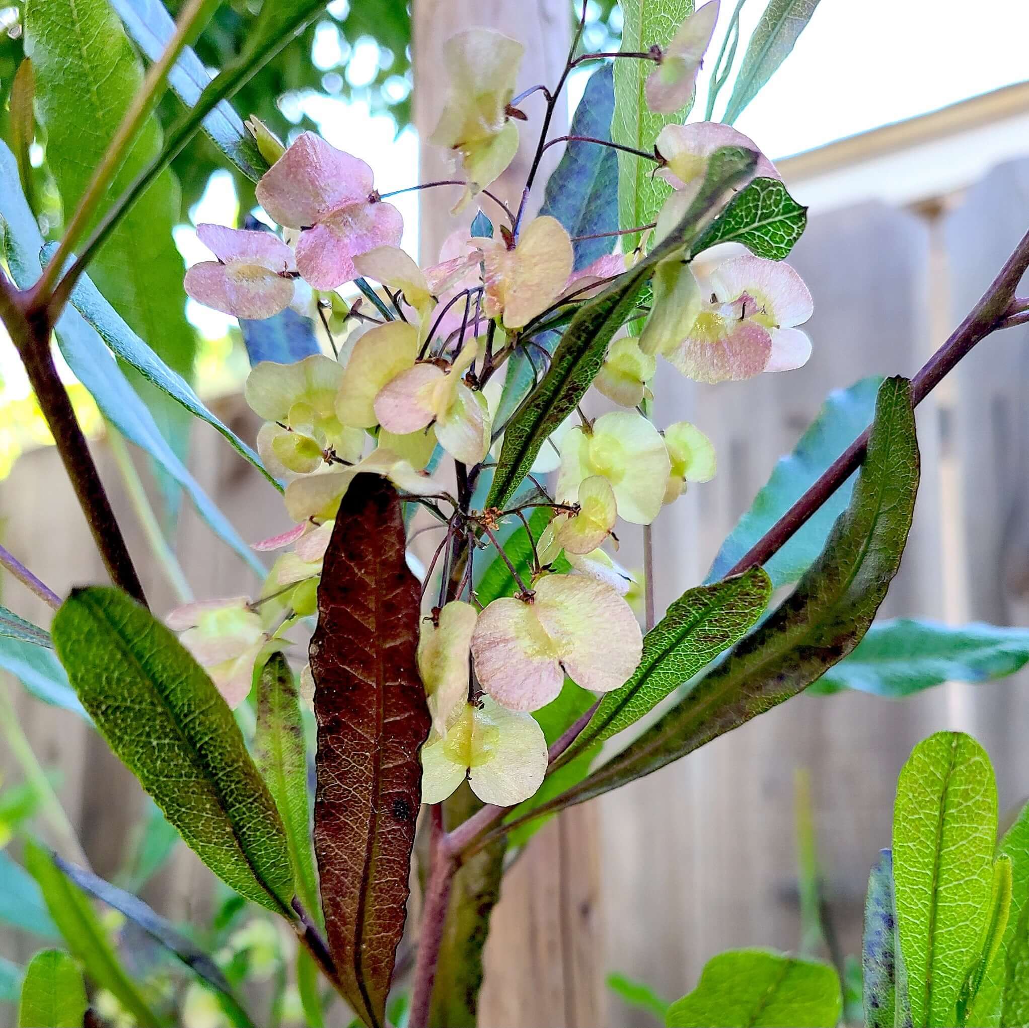 Purple Hopseed Bush - Dodonaea viscosa 'Purpurea' – Plants Express
