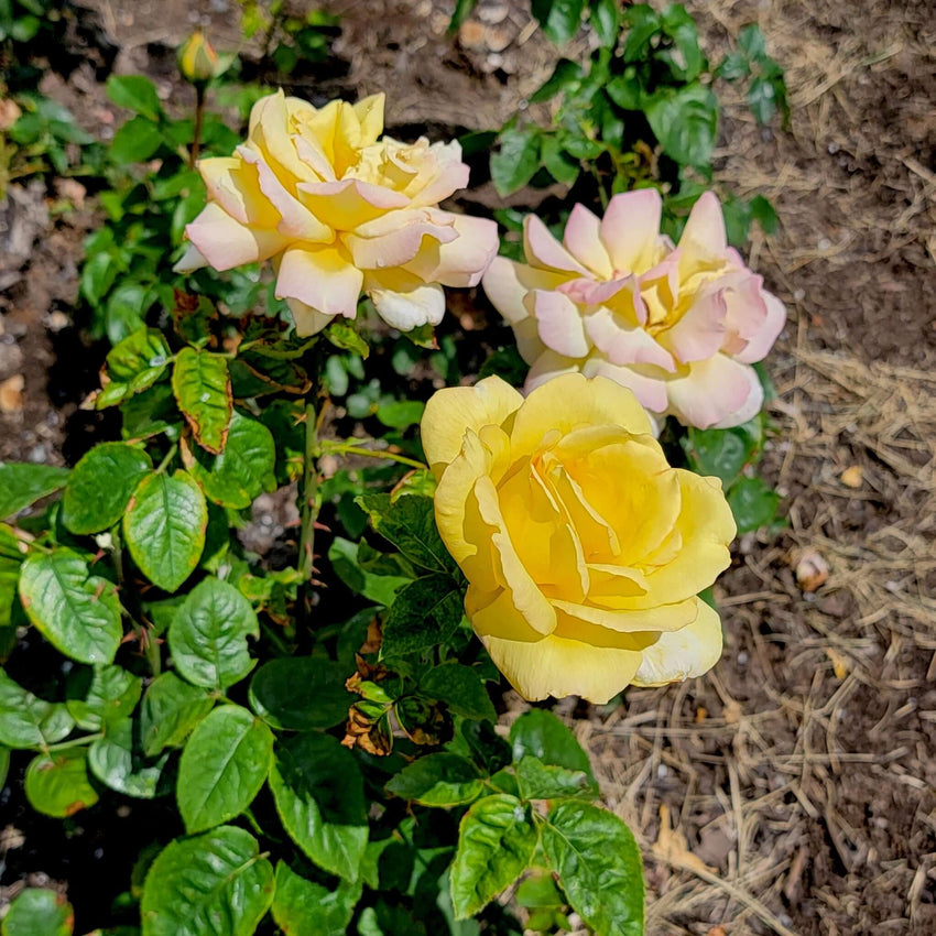 Peace Rose | PlantsExpress.com – Plants Express