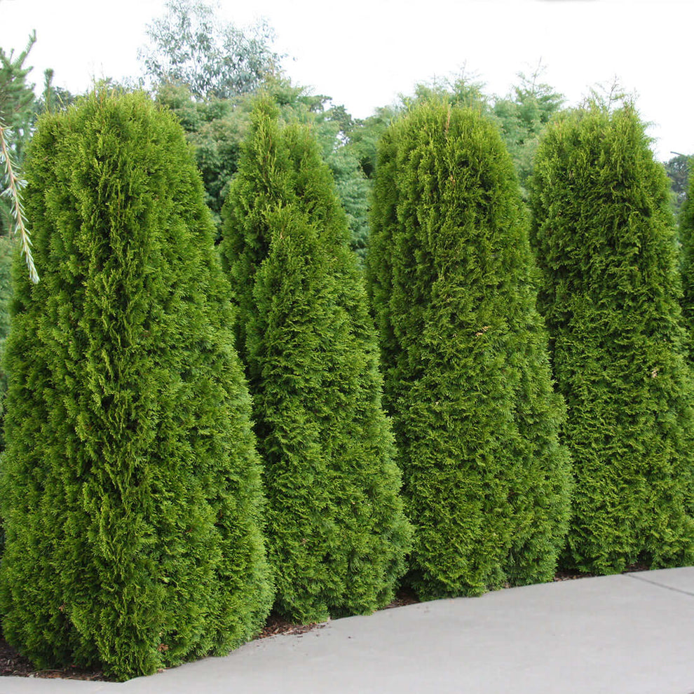 Thuja Emerald Green Arborvitae | Plants Express