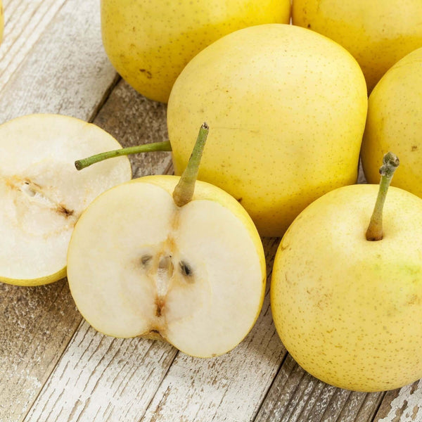 20th Century (Nijisseiki) Asian Pear | Plants Express