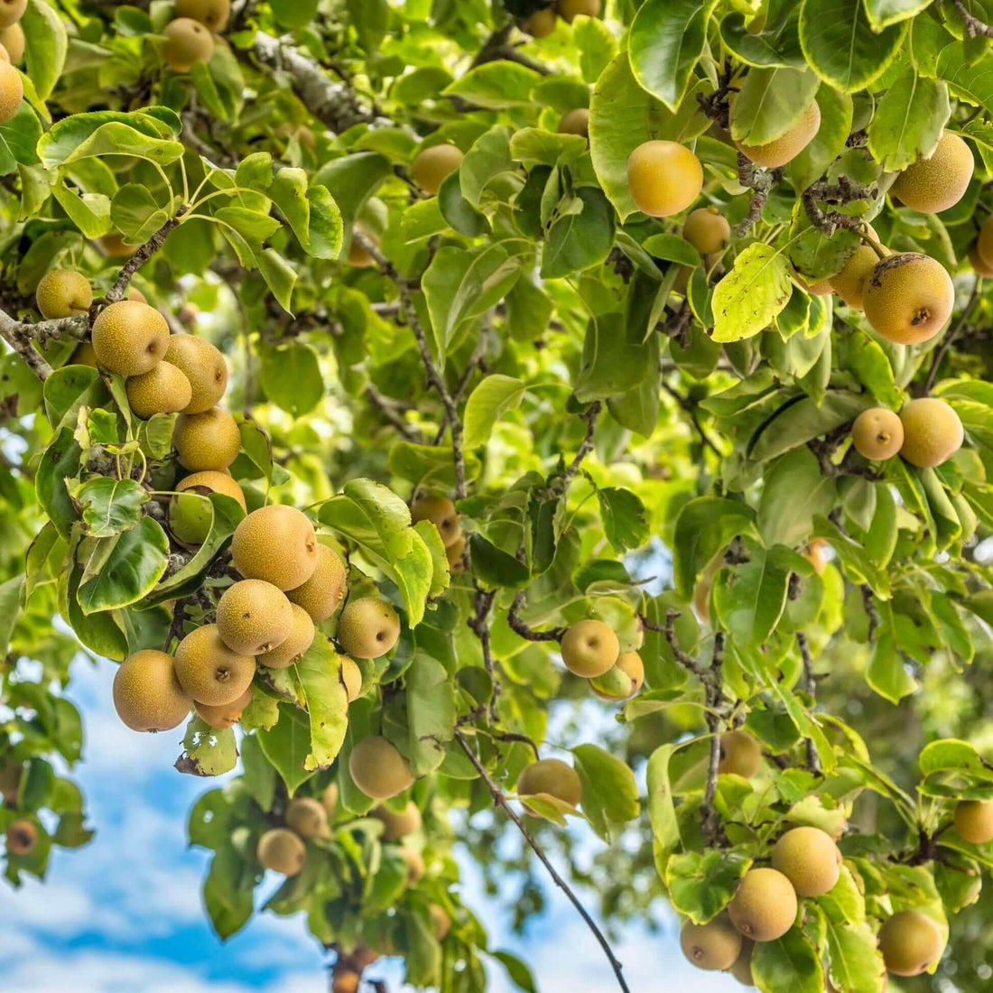 Plants Express 20th Century Asian Pear | Plants Express