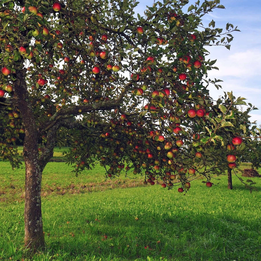 Apple Trees | Premium Fruit Trees | Plants Express