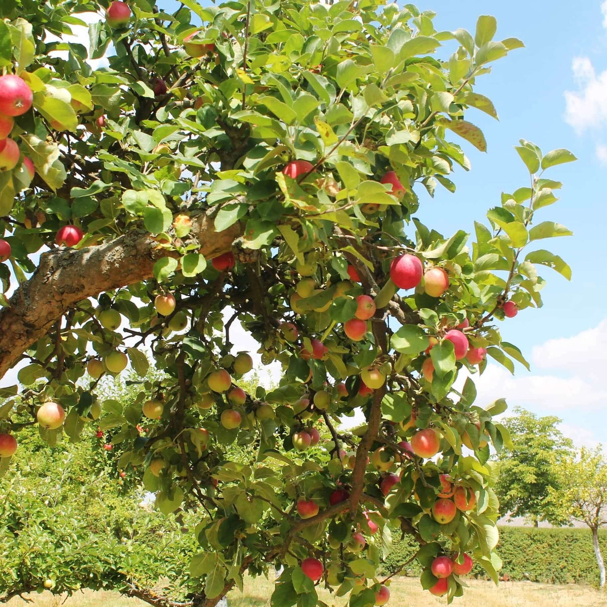 Apple Trees | Premium Fruit Trees | Plants Express