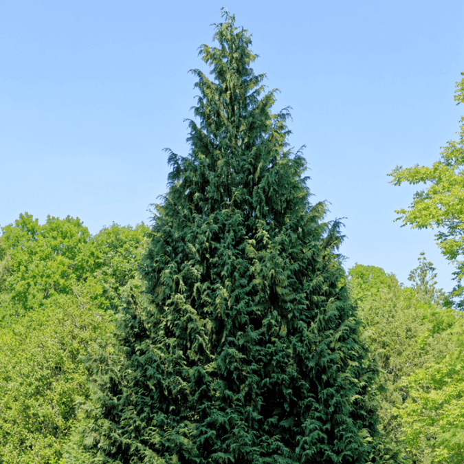 Coastal Redwood 'Aptos Blue' – Plants Express