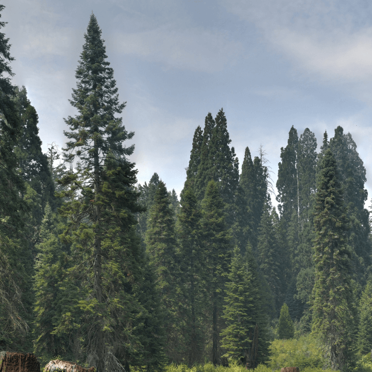 Coastal Redwood 'Aptos Blue' – Plants Express