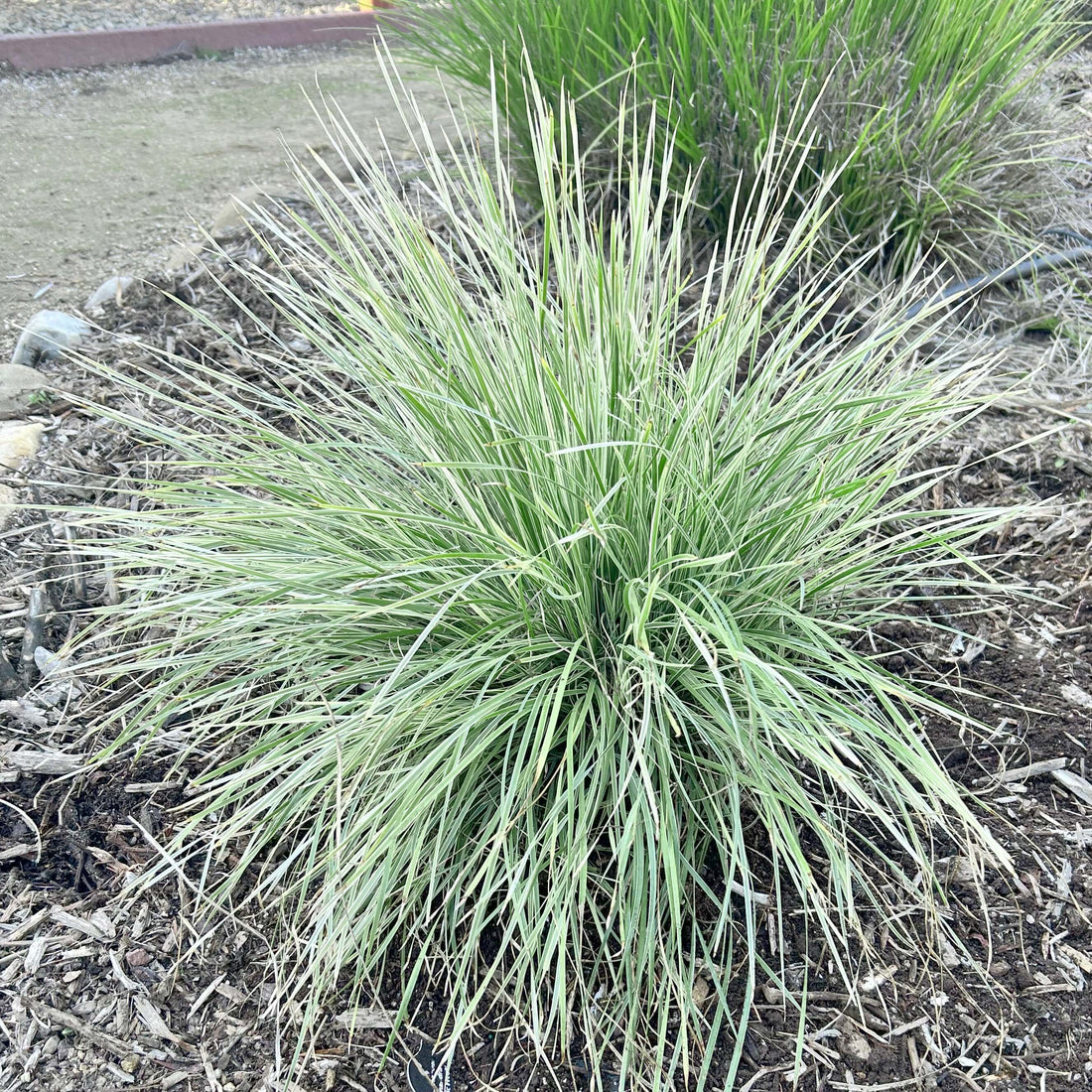 Arctic Frost Mat Rush | Plants Express