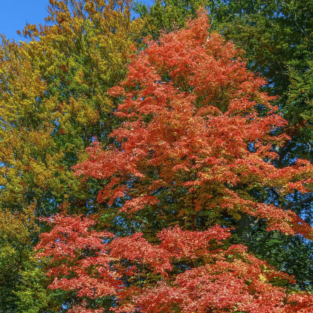 Armstrong Red Maple (Acer rubrum 'Armstrong') – Plants Express