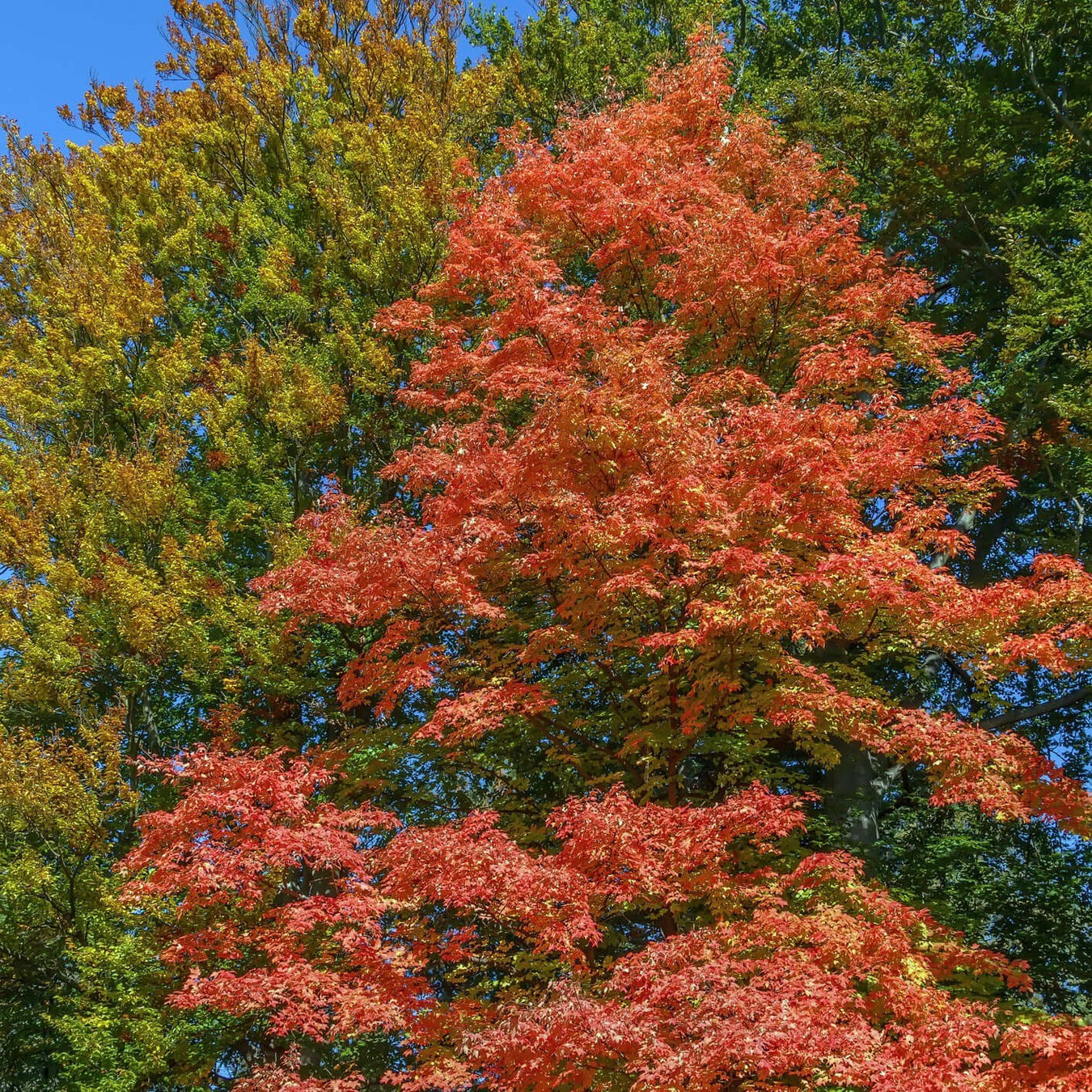 Armstrong Red Maple (Acer rubrum 'Armstrong') – Plants Express