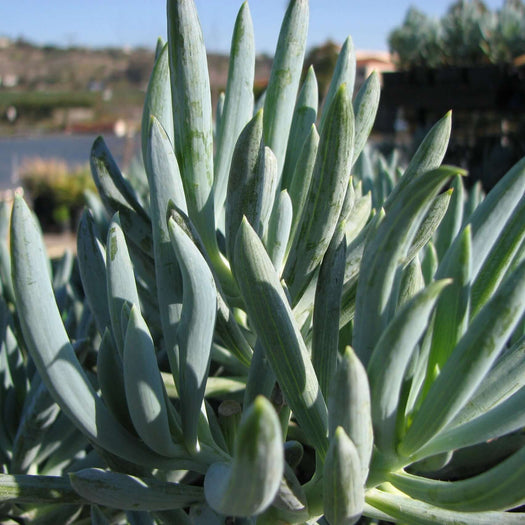 Senecio mandraliscae 'Blue Chalk Sticks' – Plants Express