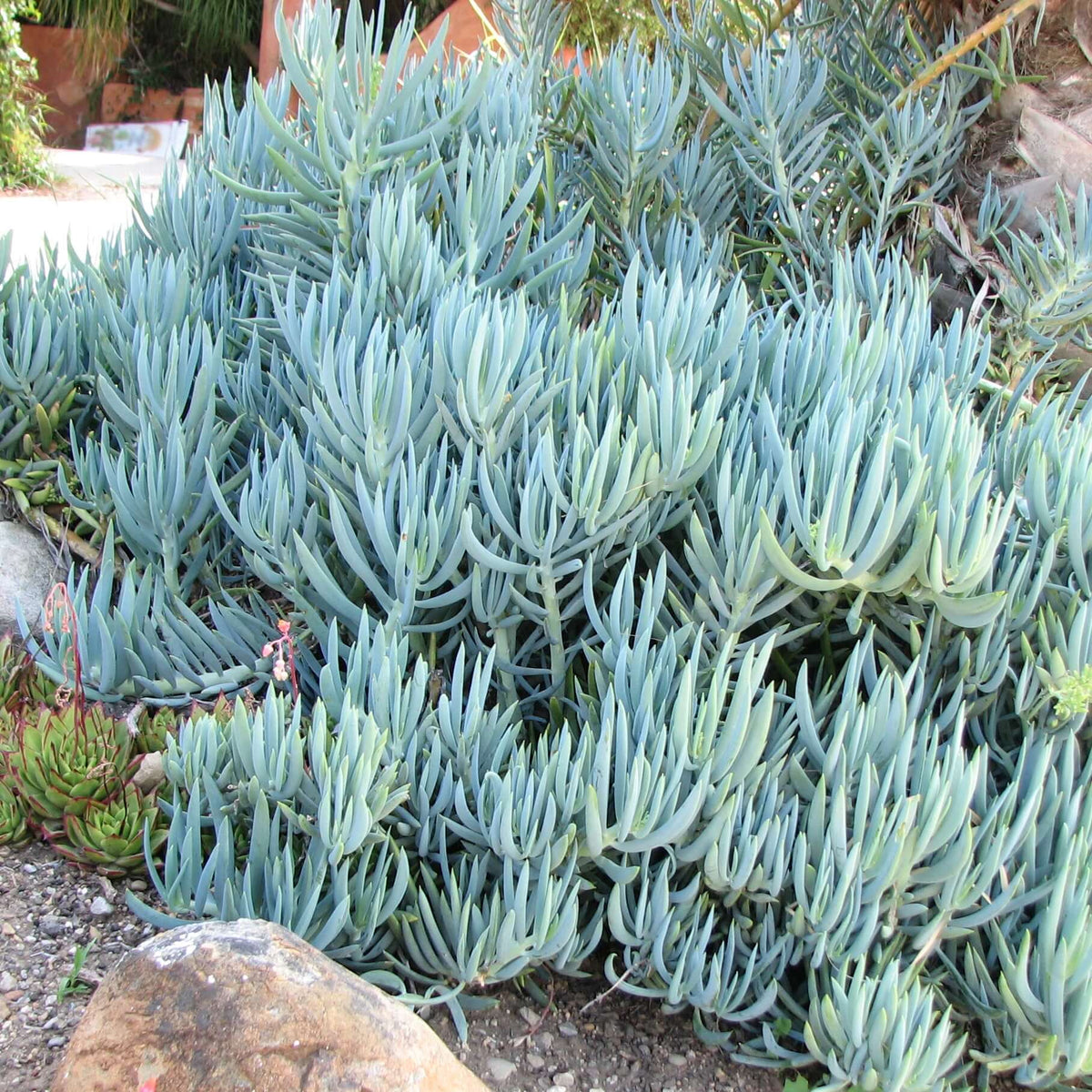 Senecio mandraliscae 'Blue Chalk Sticks' – Plants Express