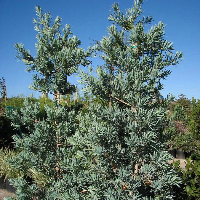 Icee Blue Yellow-Wood (Podocarpus elongatus 'Icee Blue') – Plants Express