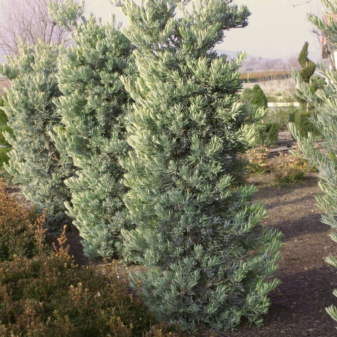 Icee Blue Yellow-Wood (Podocarpus elongatus 'Icee Blue') – Plants Express