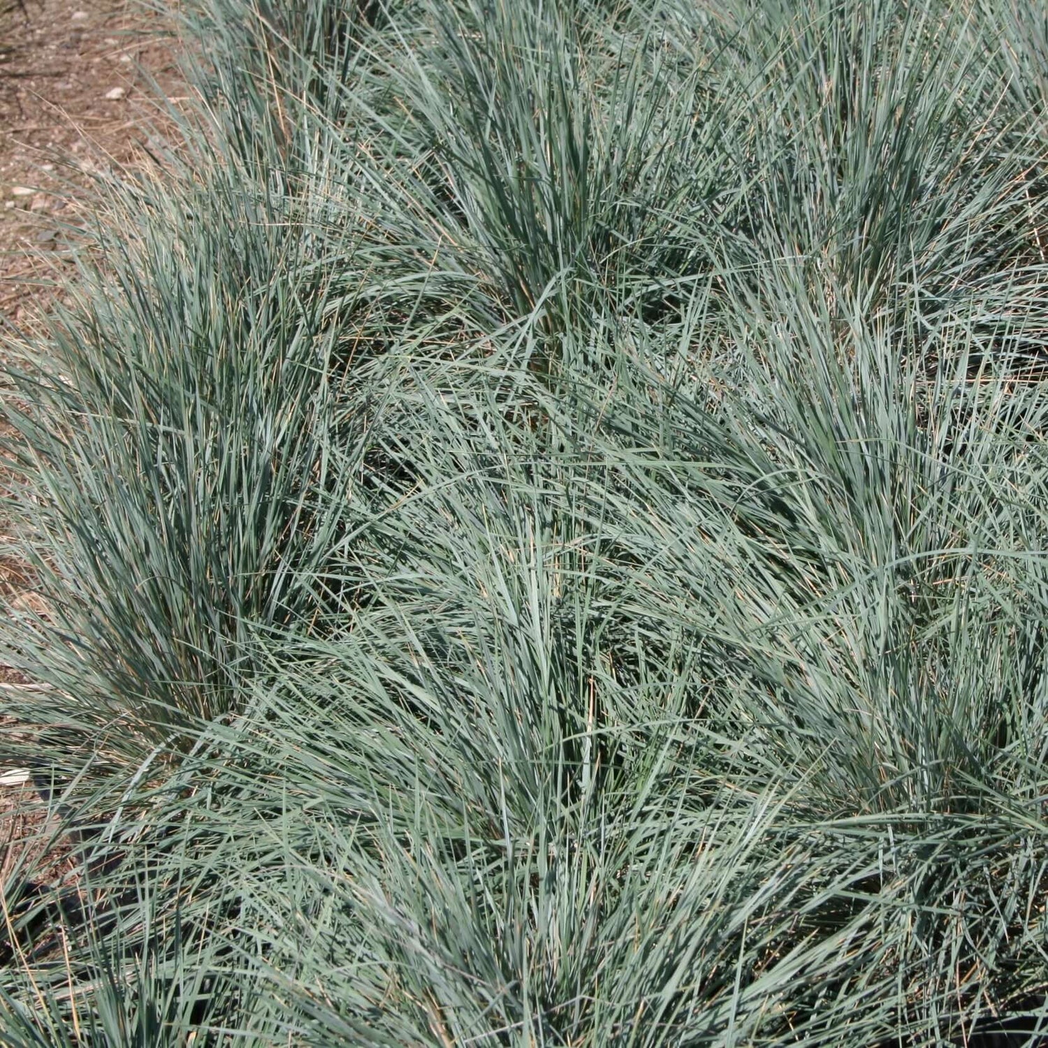 Blue Oat Grass (Helictotrichon sempervirens) – Plants Express