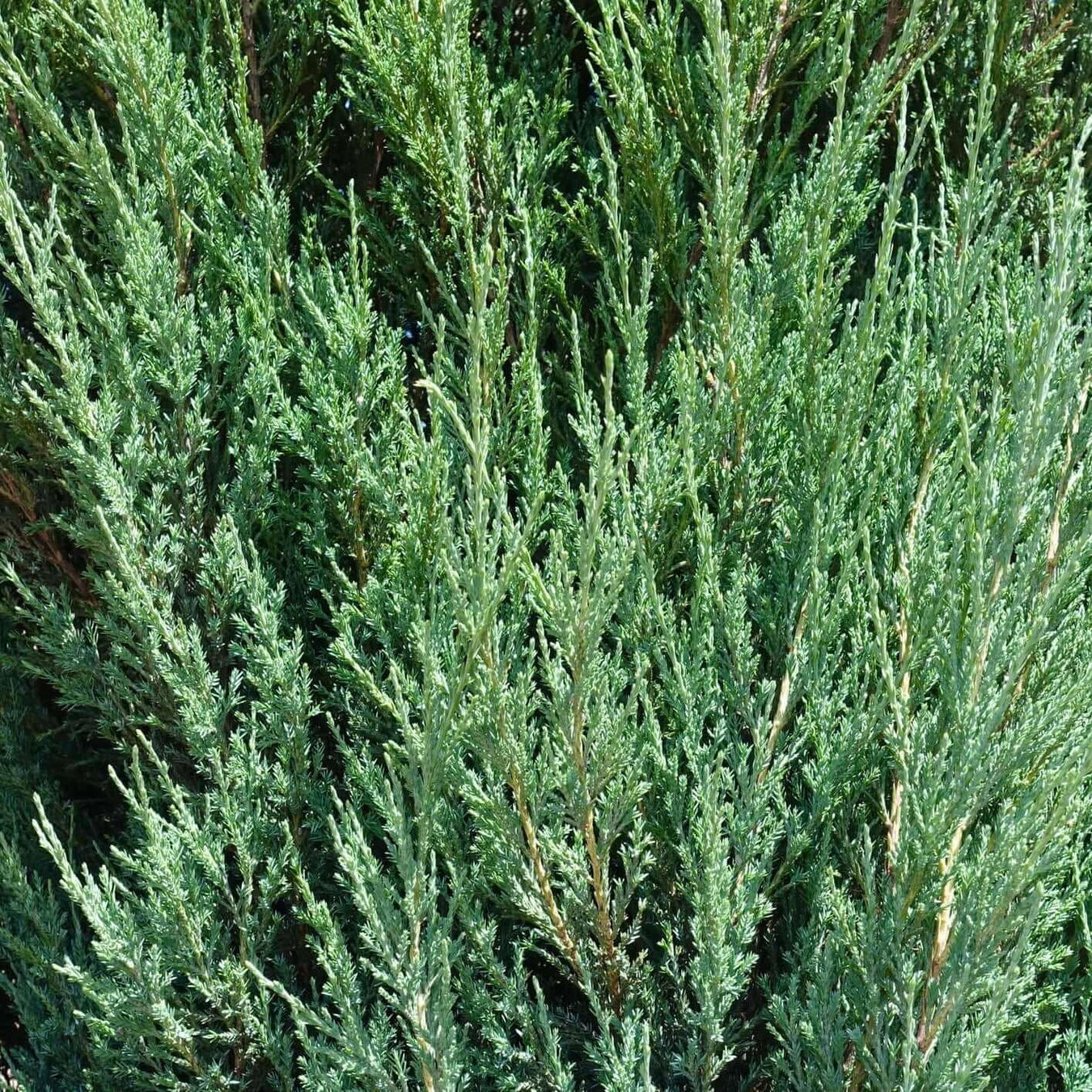 Blue Point Juniper (Juniperus chinensis 'Blue Point') – Plants Express