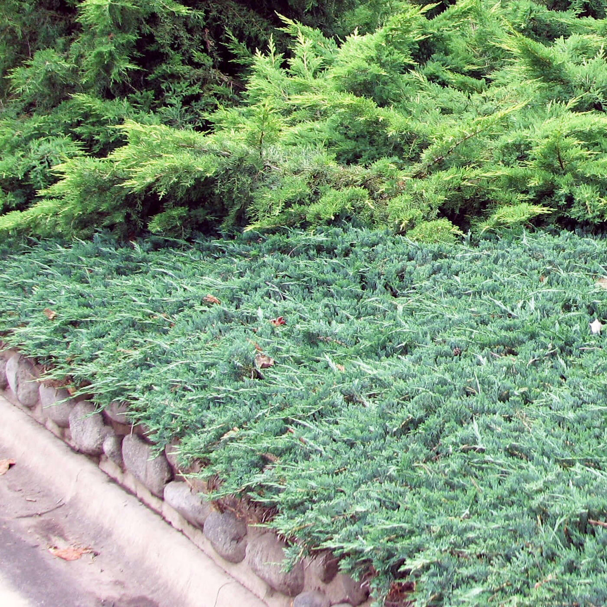 Blue Rug Juniper for Sale | Plants Express