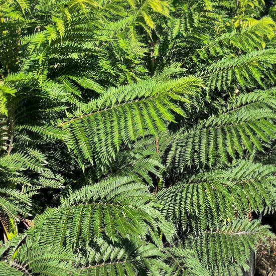 Bonsai Blue Jacaranda Dwarf Bush | Plants Express