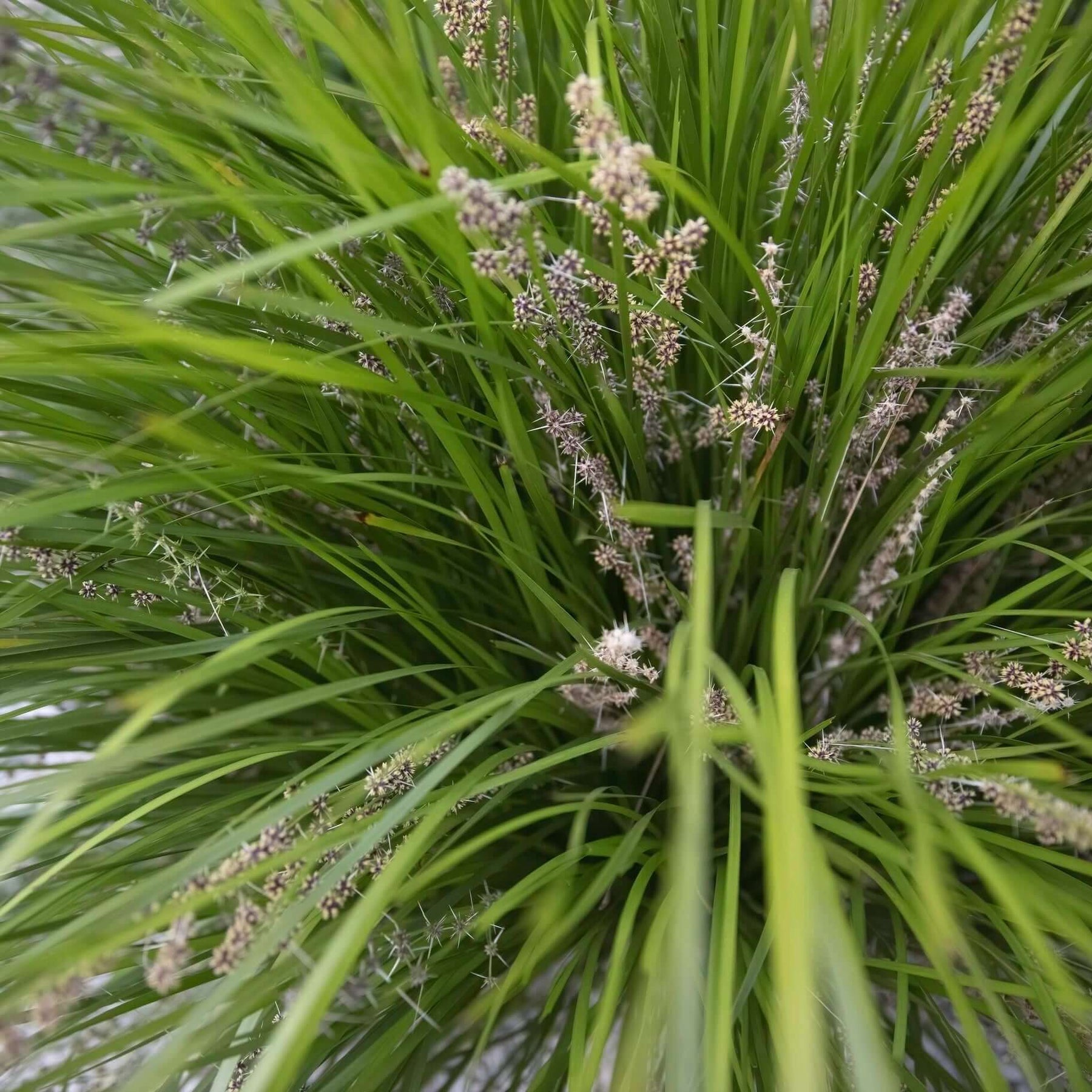 Breeze Dwarf Mat Rush (Lomandra longifolia 'Breeze') – Plants Express