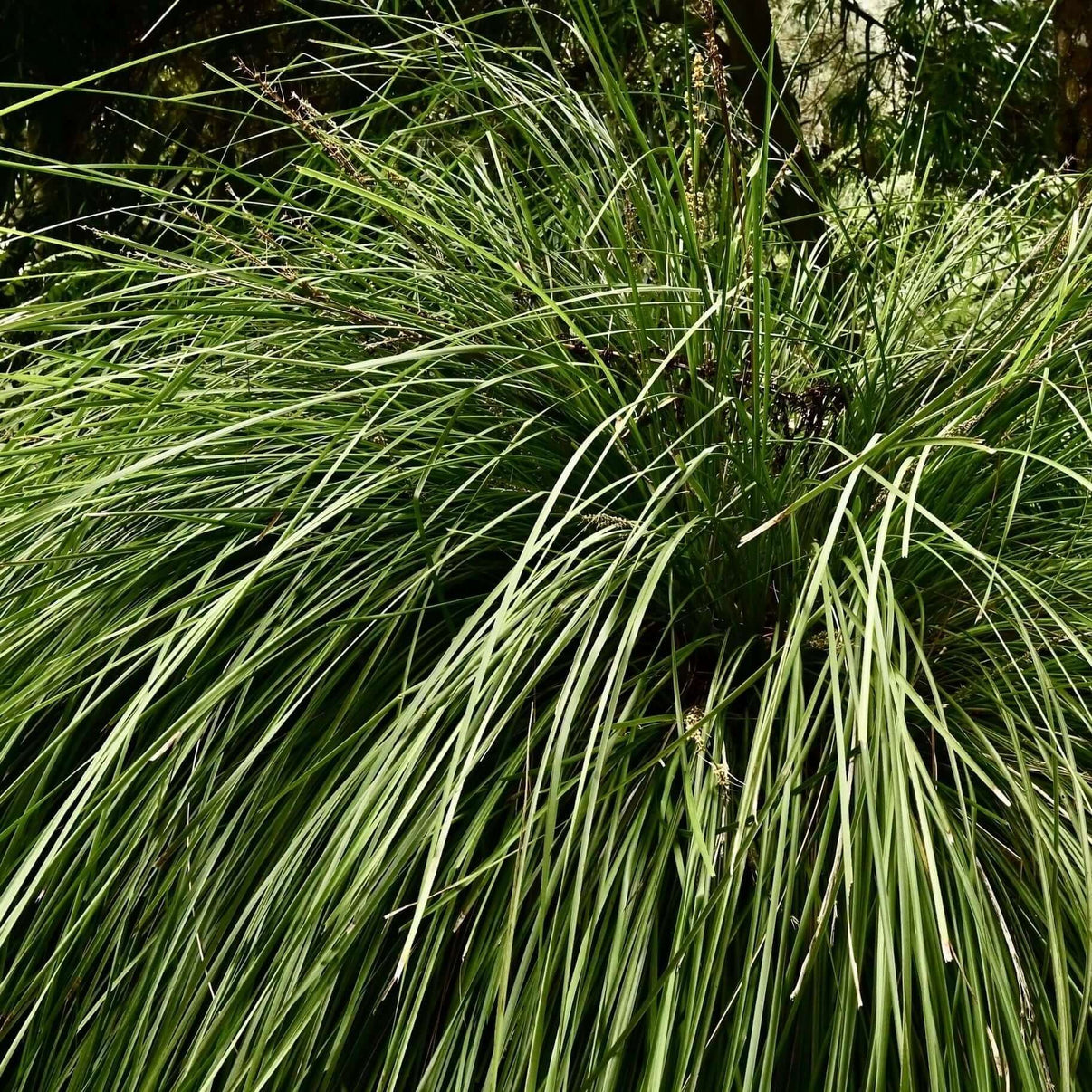 Breeze Dwarf Mat Rush | Plants Express