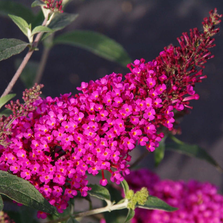 Buzz Hot Raspberry Butterfly Bush (Buddleja)