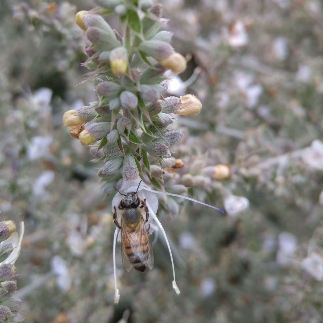 California White Sage (Salvia apiana) – Plants Express