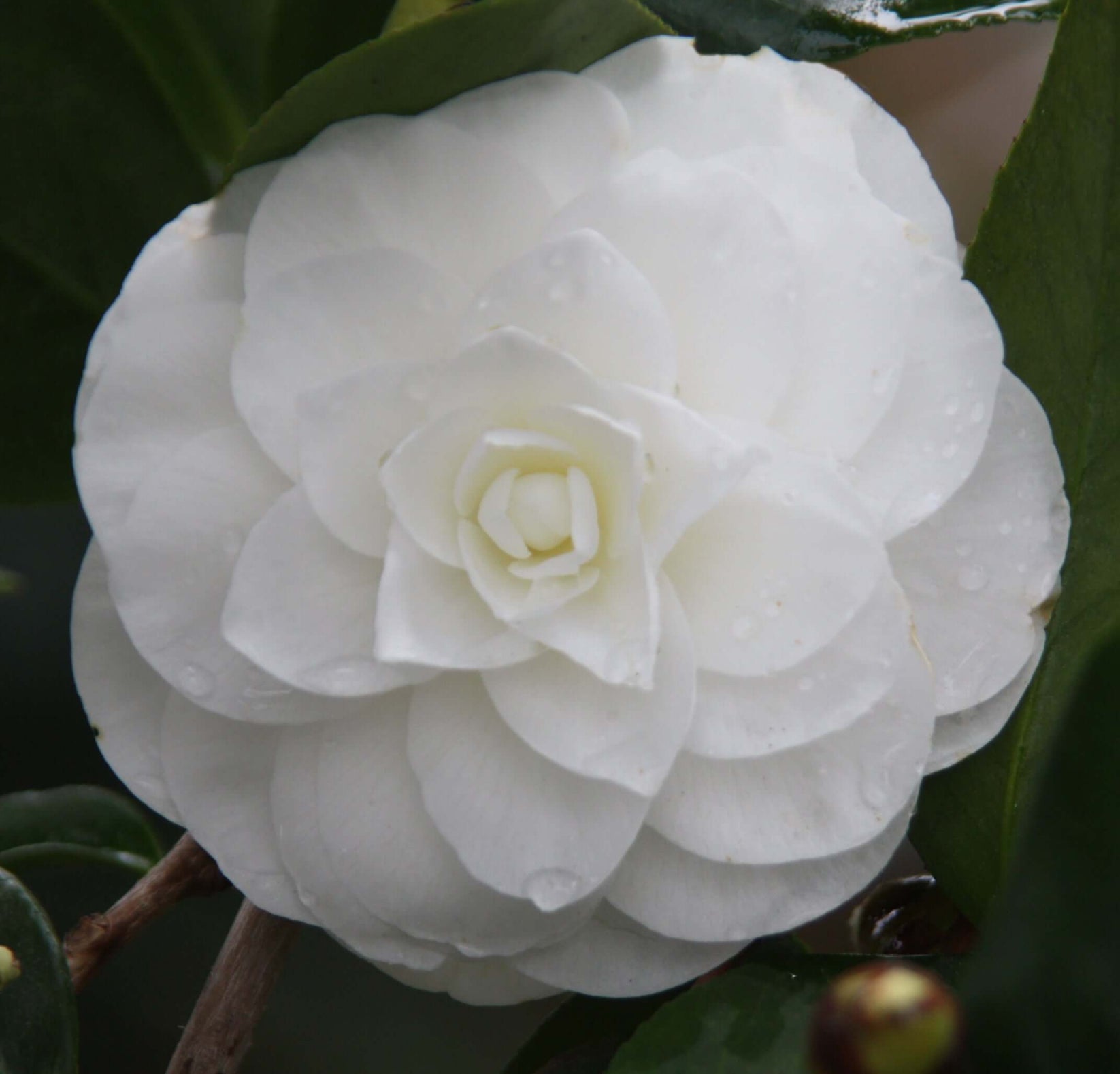 Camellia japonica 'Nuccio's Gem'