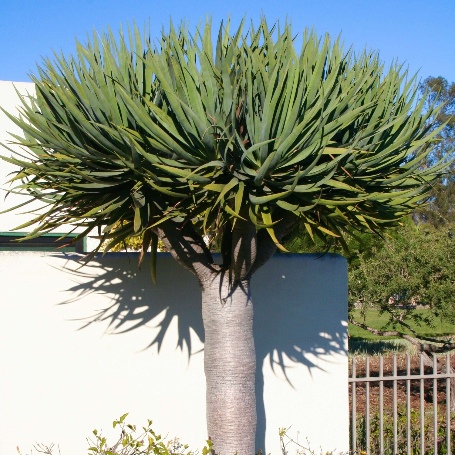 Canary Islands Dragon Tree (Dracaena draco) – Plants Express