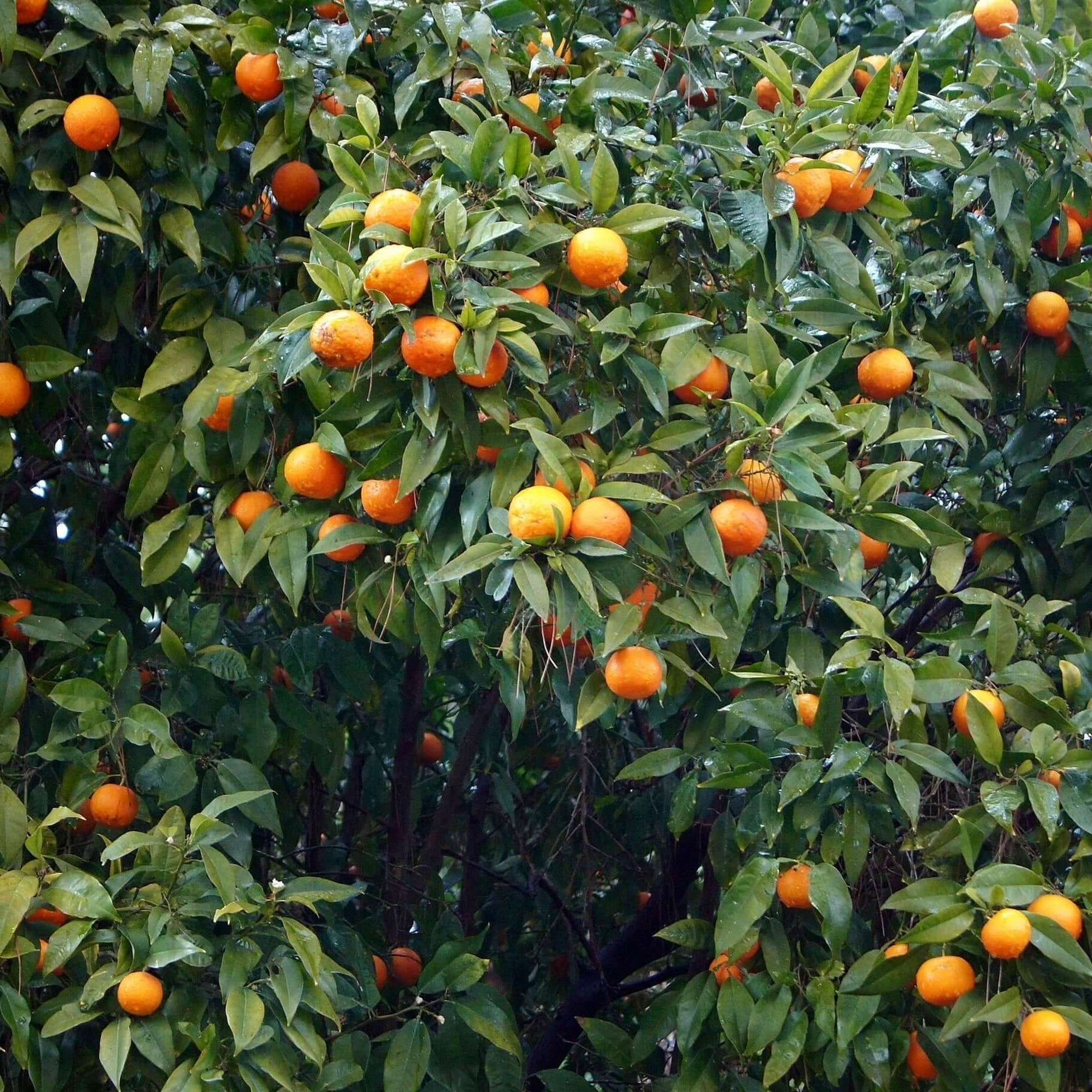 California Citrus Trees for Sale | PlantsExpress.com – Plants Express