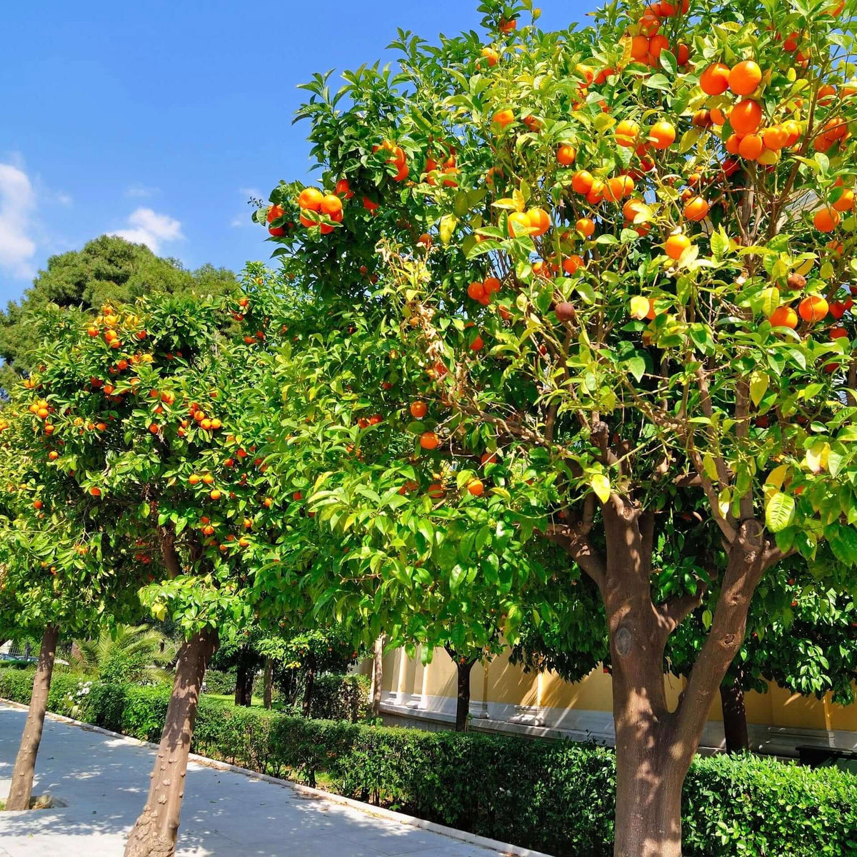 Cara Cara Orange Tree (Citrus sinesis 'Cara Cara') – Plants Express