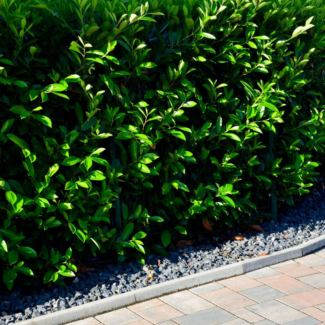 Indian Laurel Columns - Ficus nitida